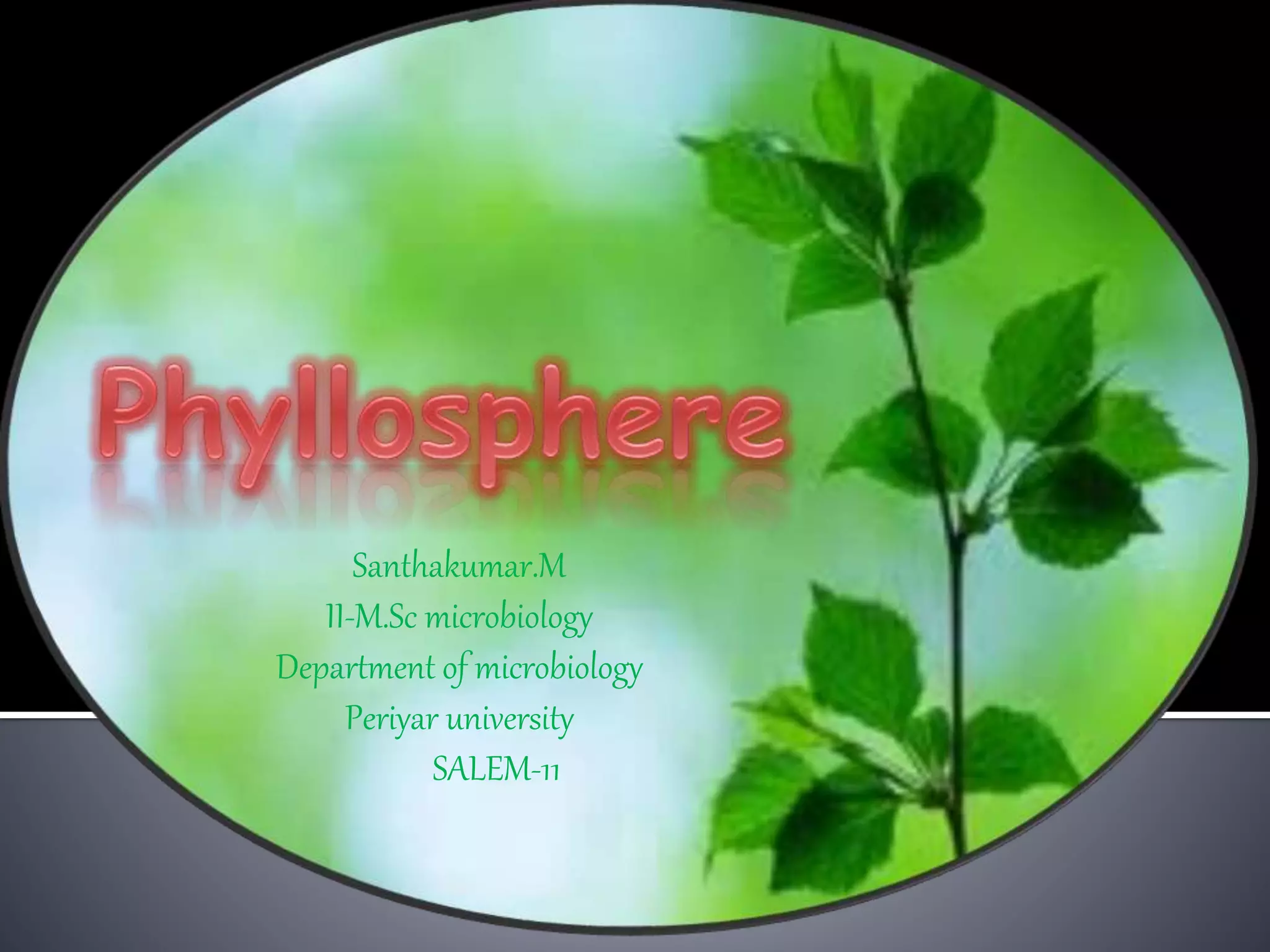 Santhakumar phyllosphere | PPTX