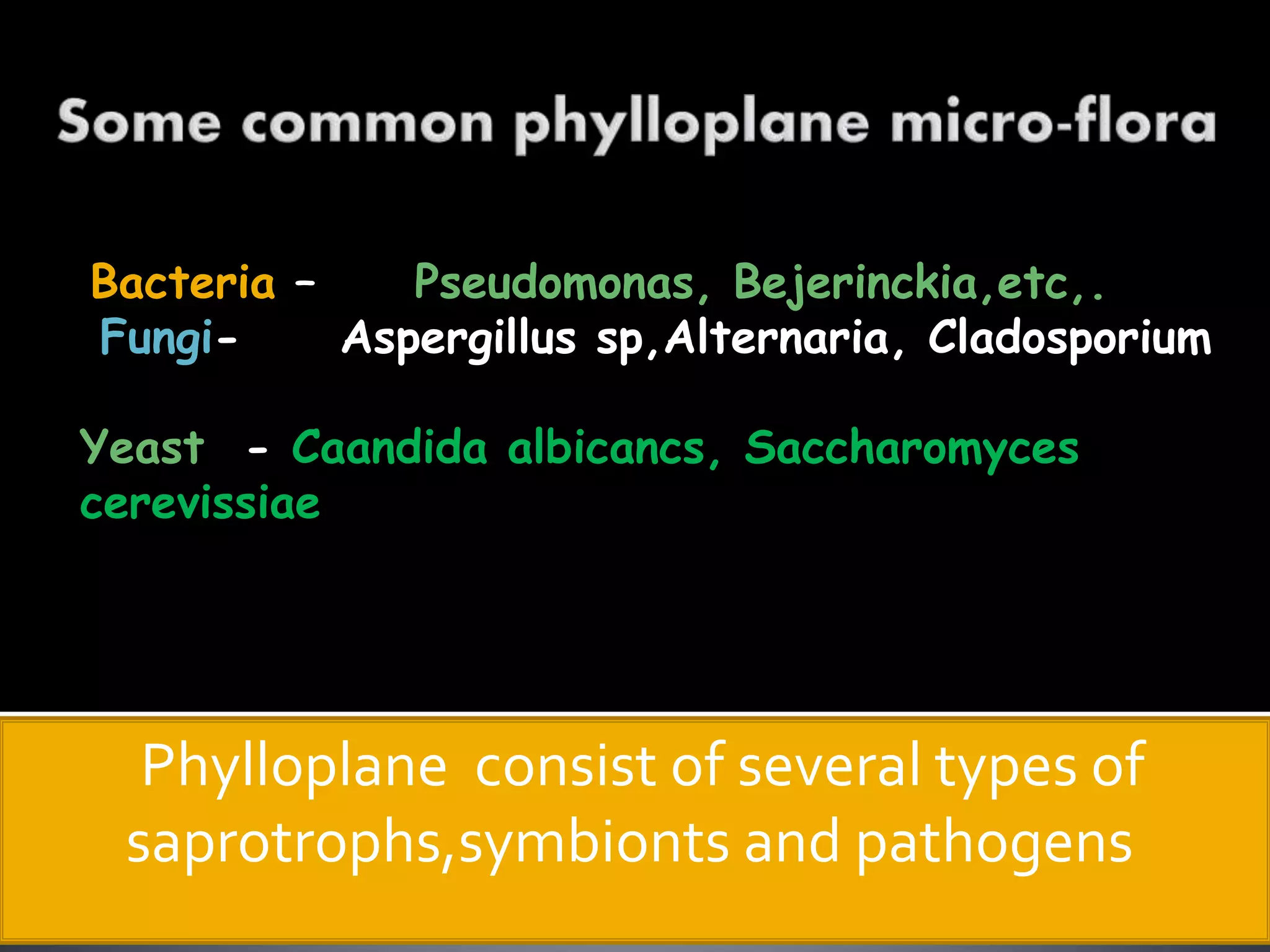 Santhakumar phyllosphere | PPTX