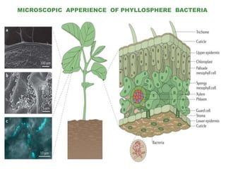 Santhakumar phyllosphere | PPT