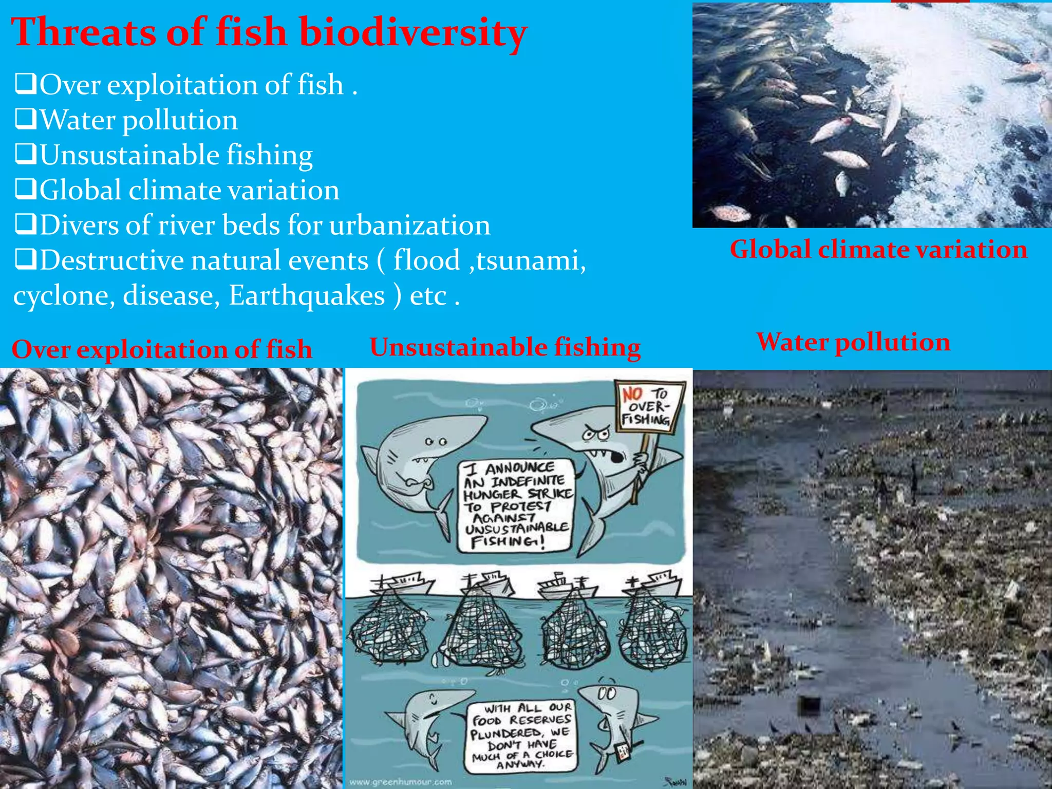 Fish Biodiversity and Conservation | PPTX
