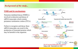 Studies on mRNA surveillance and its role in alternative splicing.pptx