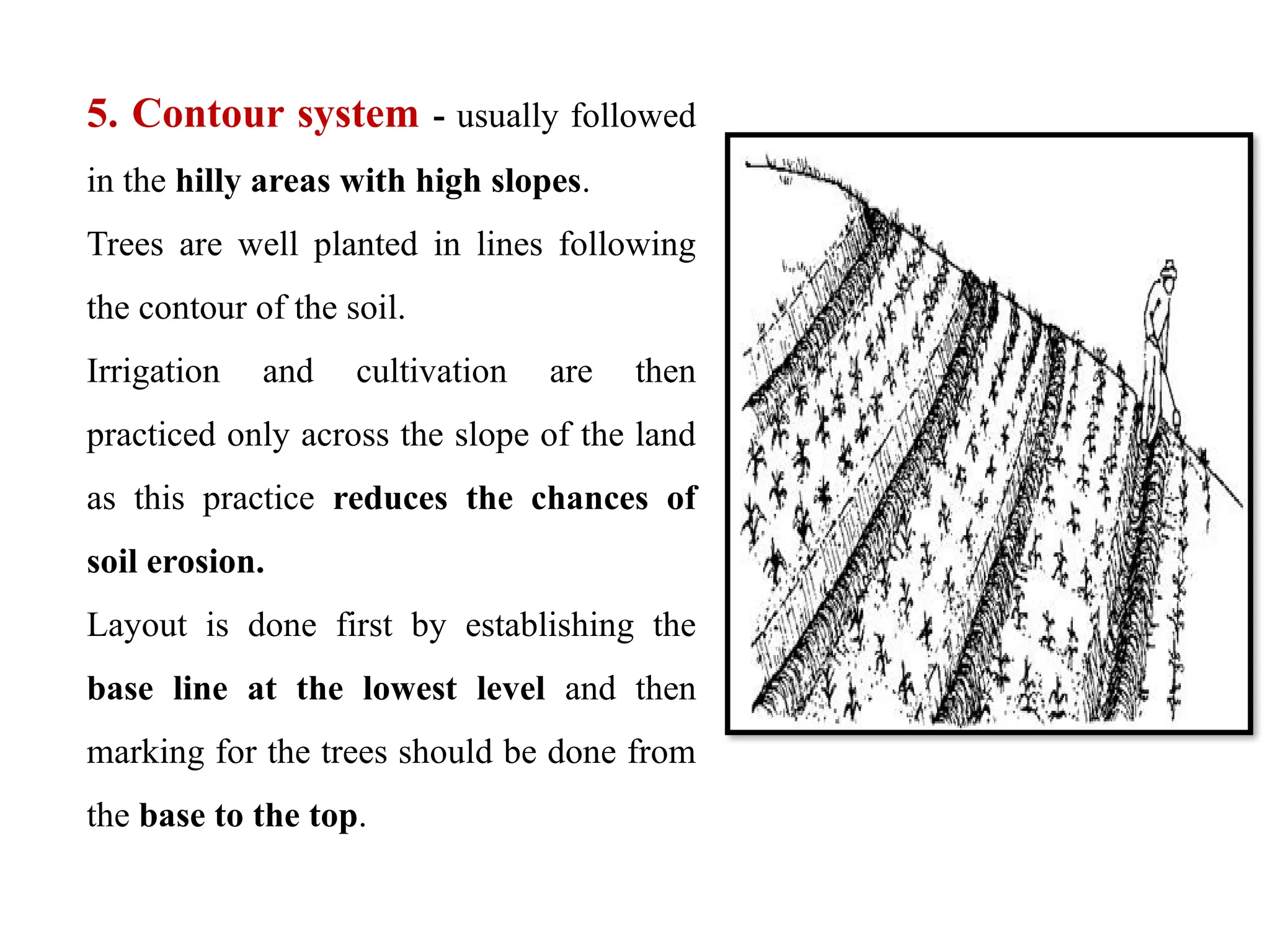 PLANTING SYSTEM OF LAYOUT ORCHARD pptx | PPTX