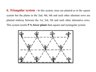PLANTING SYSTEM OF LAYOUT ORCHARD pptx | PPTX