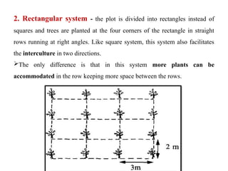 PLANTING SYSTEM OF LAYOUT ORCHARD pptx | PPTX