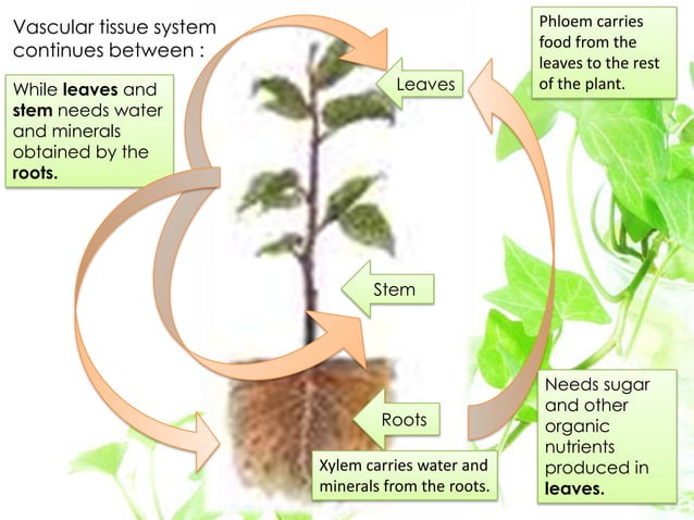 overview of plant structure | PPT