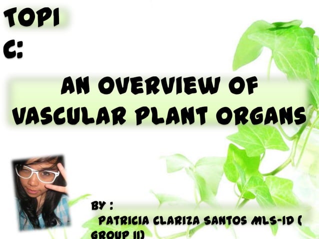 overview of plant structure | PPT