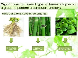 overview of plant structure | PPTX