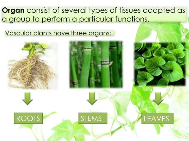 overview of plant structure | PPT