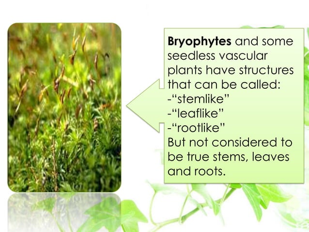 overview of plant structure | PPT
