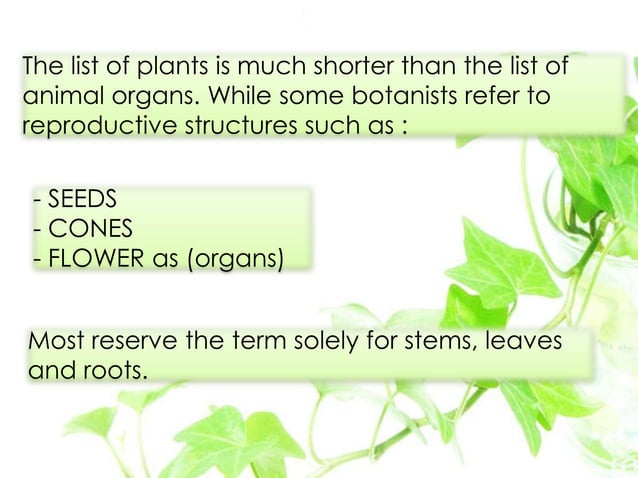 overview of plant structure | PPT