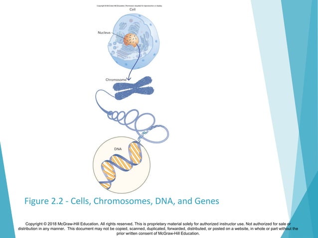 Santrock essentials5e ppt_ch02 | PPT