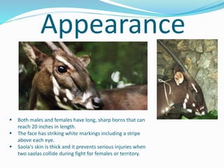 Saola In Trap