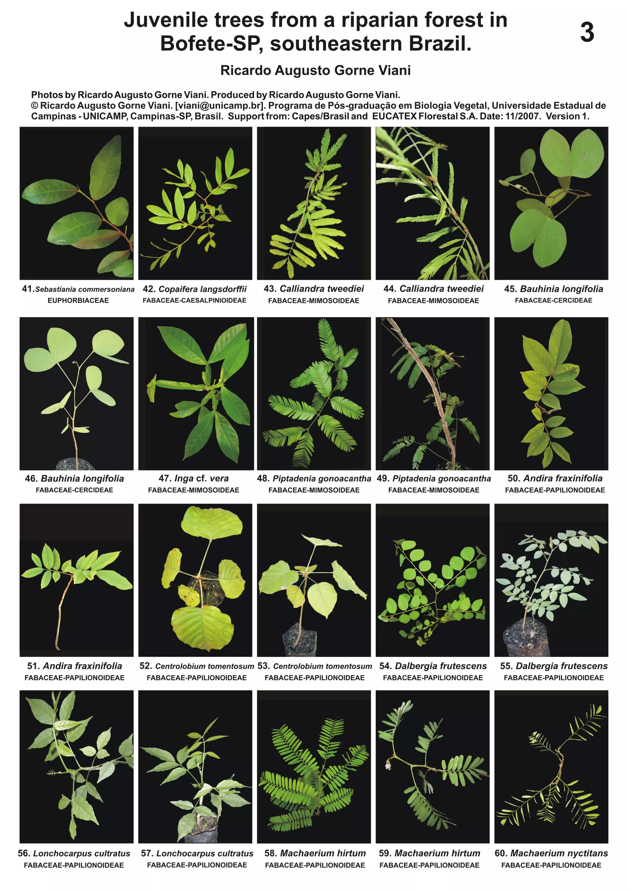 Sao paulo - bofete, riparian juvenile trees | PDF