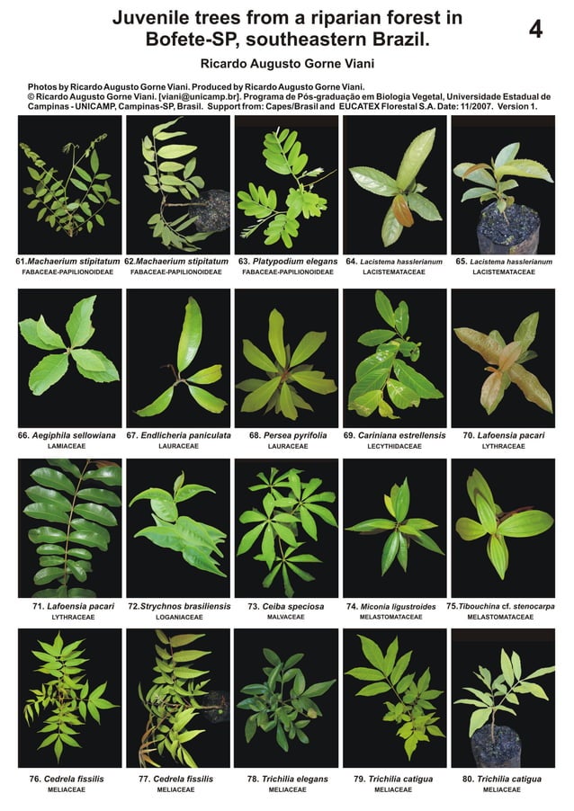 Sao paulo - bofete, riparian juvenile trees | PDF