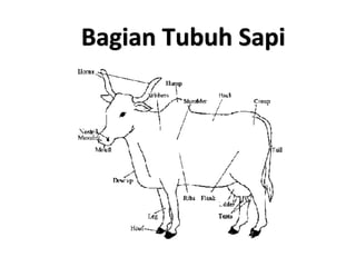 Sapi | PPT