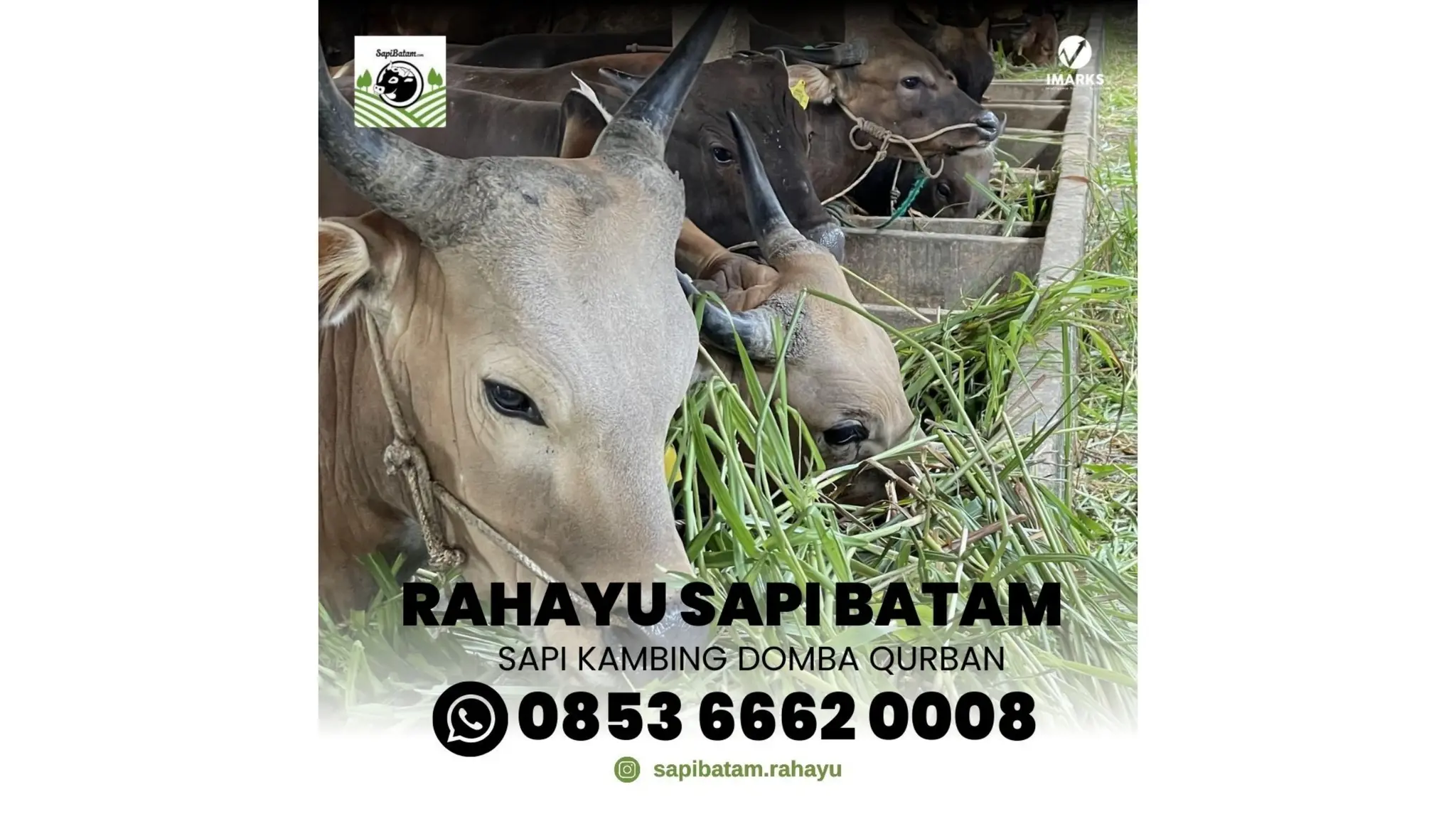 Hub. 0853 6662 0008, Rahayu Sapi Batam Jual Hewan Korban Lembu Luar Negara Untuk Eid Al Adha di ...