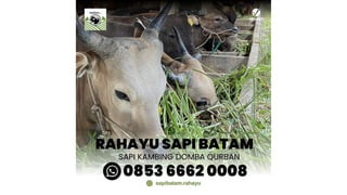 Hub. 0853 6662 0008, Rahayu Sapi Batam Jual Hewan Korban Lembu Luar Negara Untuk Eid Al Adha di ...