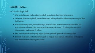 Sapi bali | PPTX