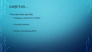 Sapi bali | PPTX