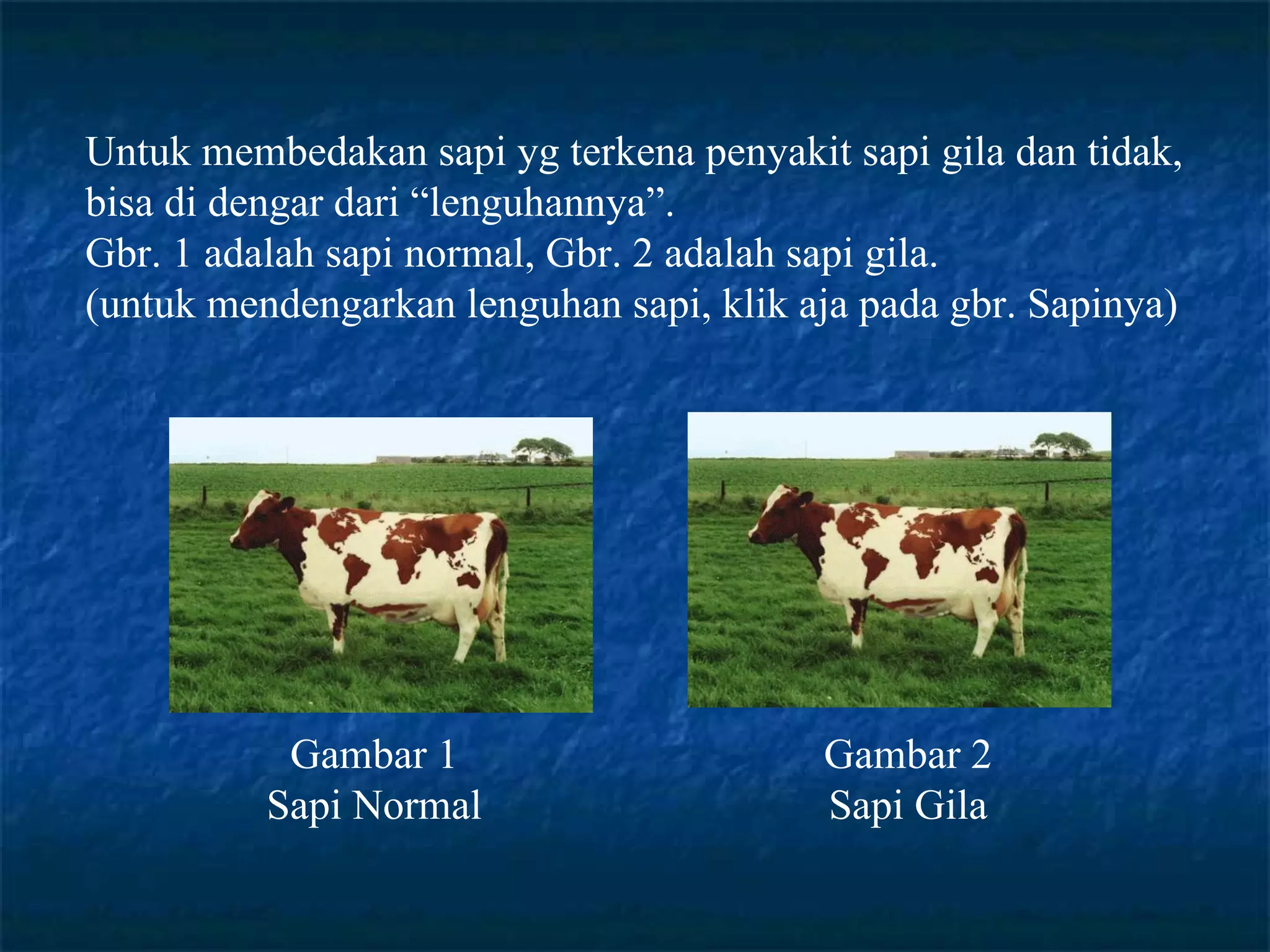 Sapi gila | PPS