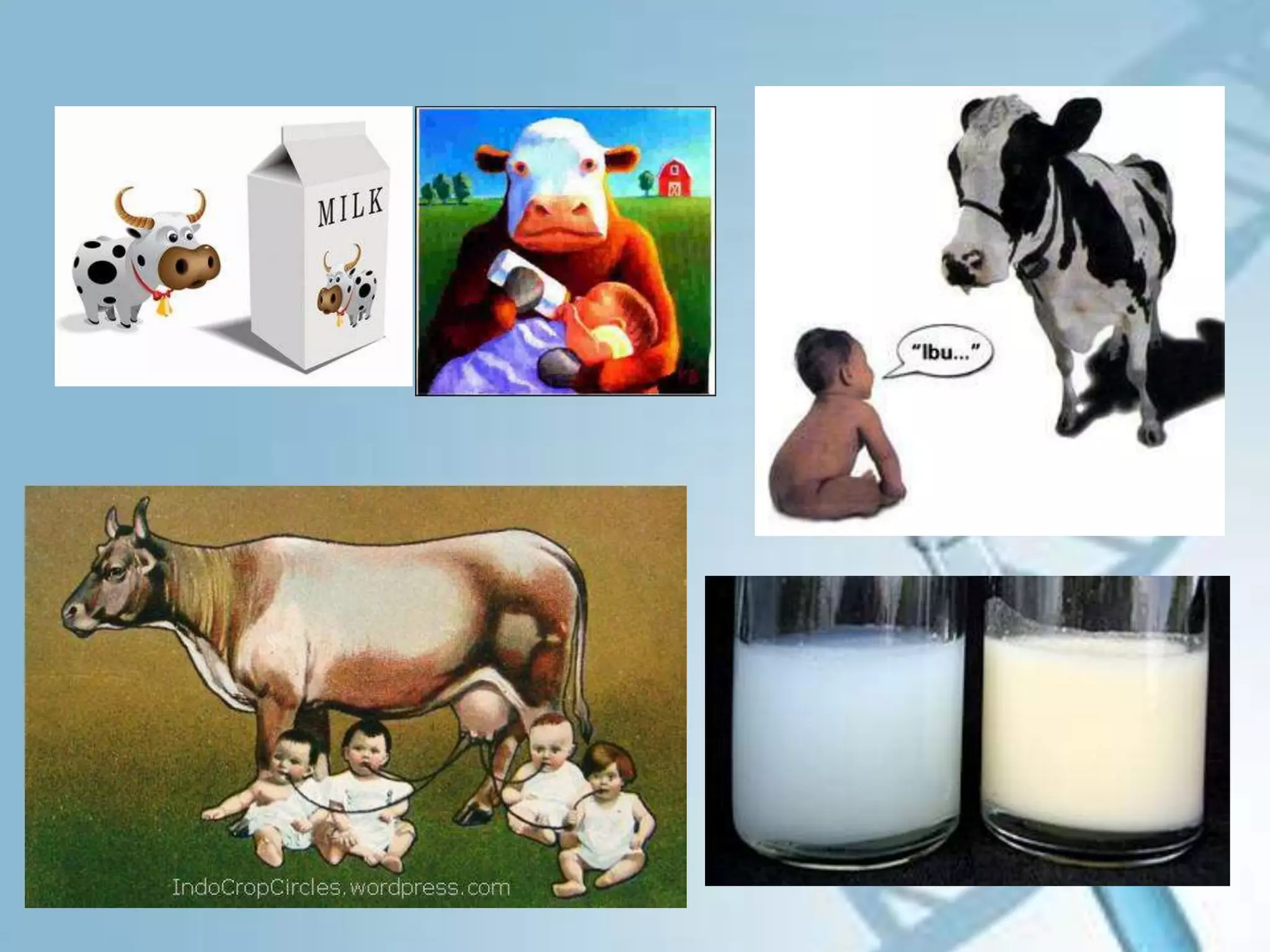 Sapi herman transgenik | PPT