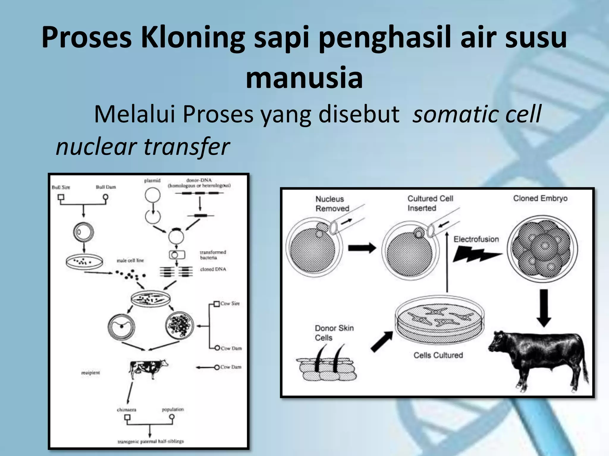 Sapi herman transgenik | PPT