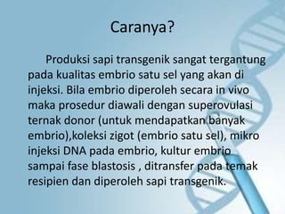 Sapi herman transgenik | PPTX