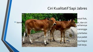 Sapi Indonesia & Sapi Zebu India JAY | PPTX