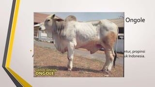 Sapi Indonesia & Sapi Zebu India JAY | PPTX