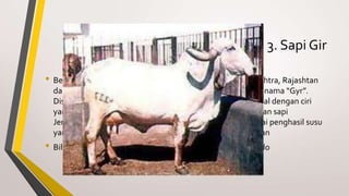 Sapi Indonesia & Sapi Zebu India JAY | PPTX