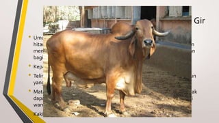 Sapi Indonesia & Sapi Zebu India JAY | PPTX