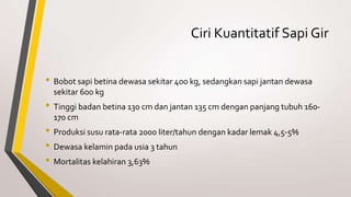 Sapi Indonesia & Sapi Zebu India JAY | PPTX