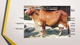 Sapi Indonesia & Sapi Zebu India JAY | PPTX