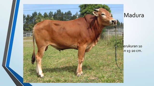 Sapi Indonesia & Sapi Zebu India JAY | PPTX