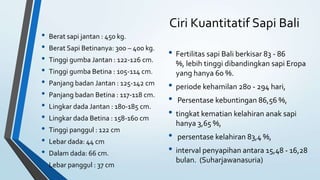 Sapi Indonesia & Sapi Zebu India JAY | PPTX