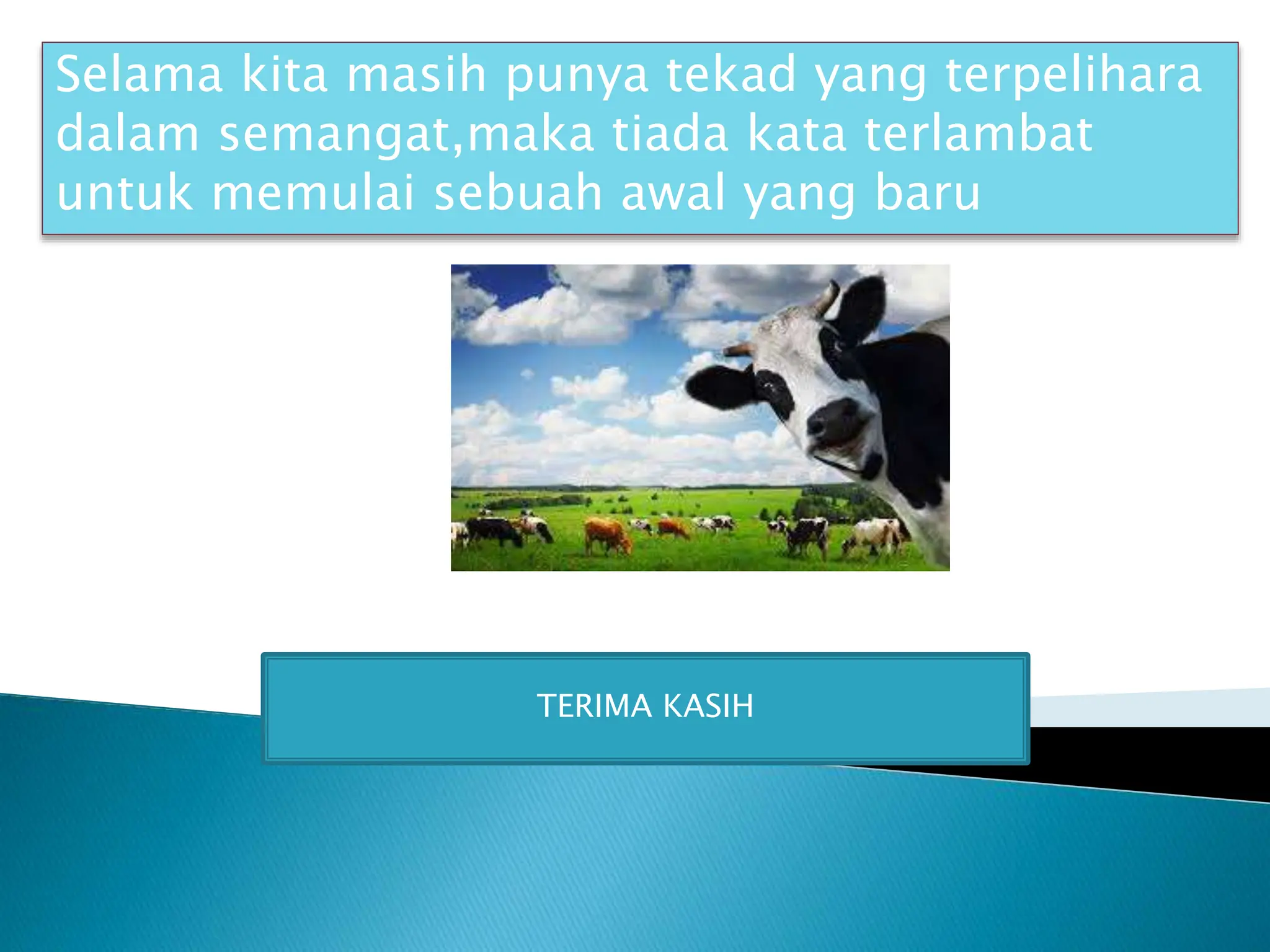 sapi perah - fix.ppt