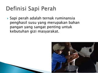 sapi perah - fix.ppt