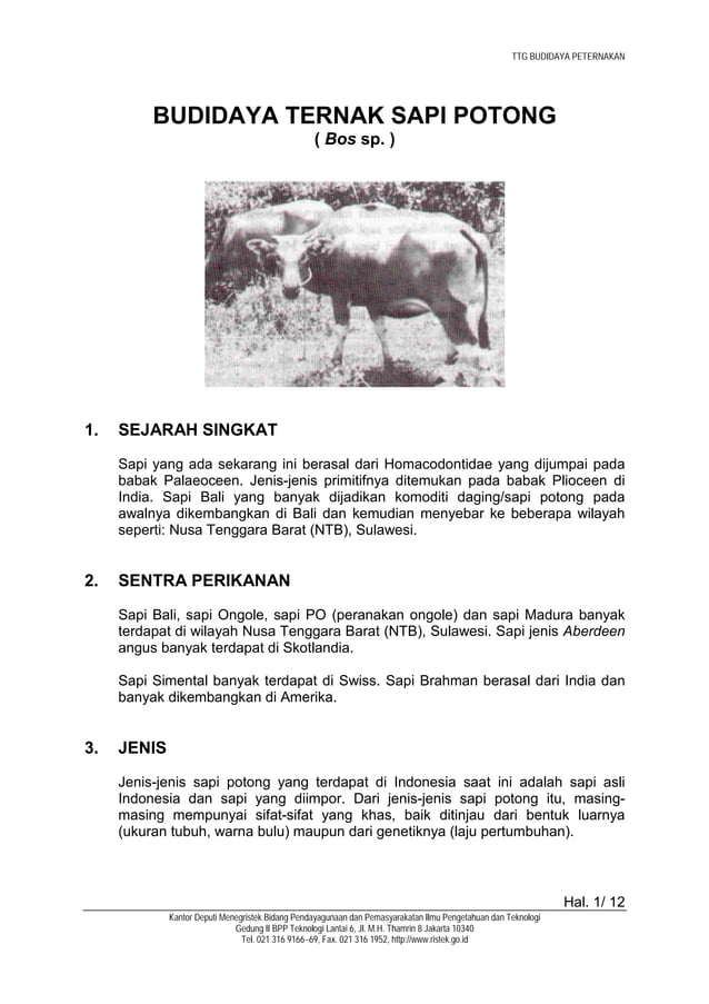 Sapi potong | PDF