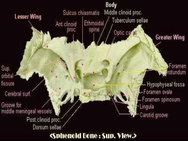 Osteology of facial bones | PPTX