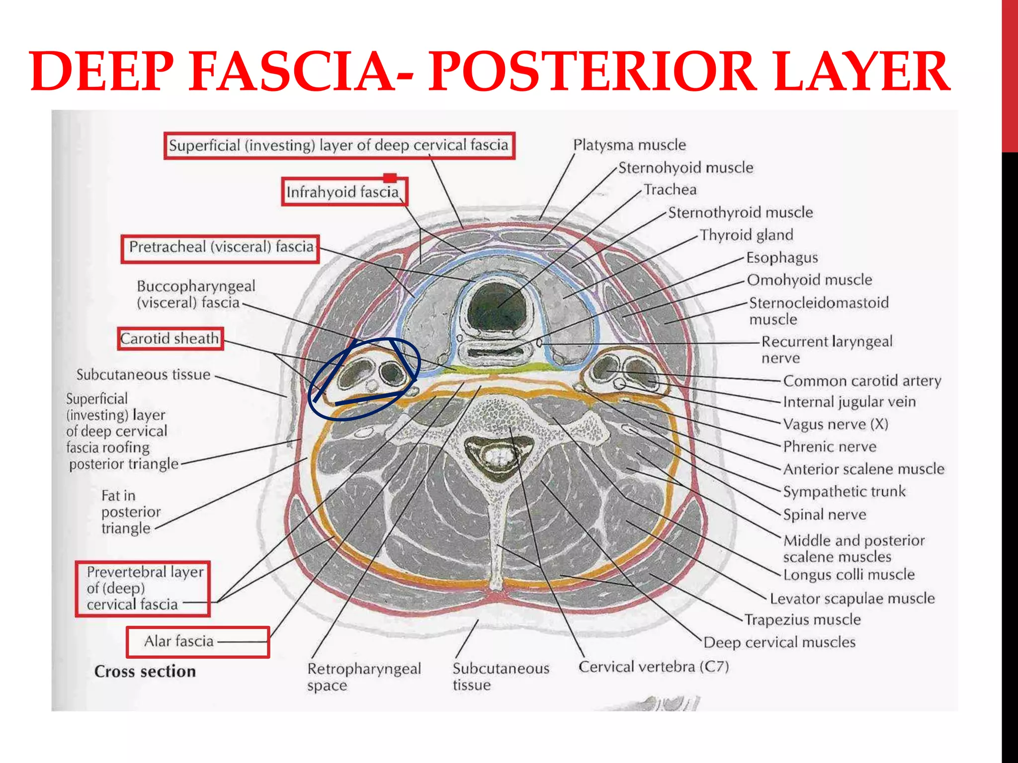 Deep space infections of Head and Neck | PPTX