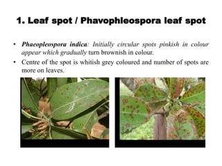 Diseases of Sapota | PPTX
