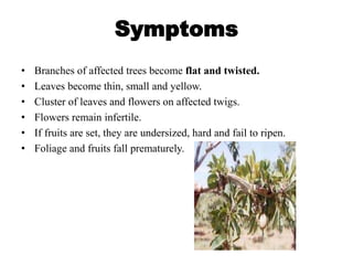 Diseases of Sapota | PPTX