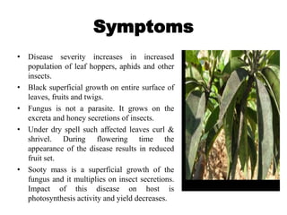 Diseases of Sapota | PPTX