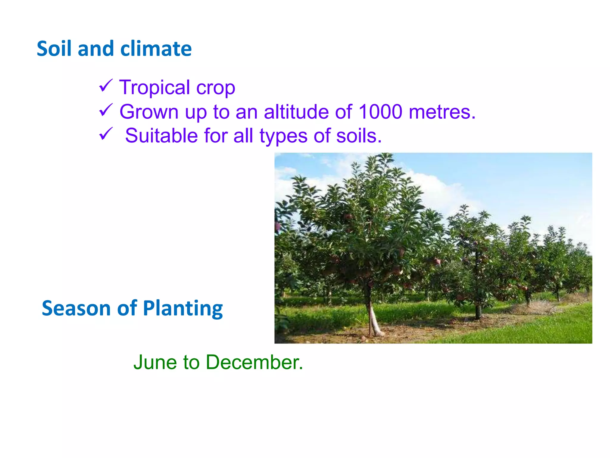 Sapota Production and plantation | PPT