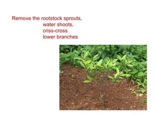 Sapota Production and plantation | PPT