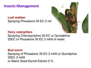 Sapota Production and plantation | PPT
