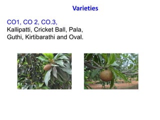 Sapota Production and plantation | PPT