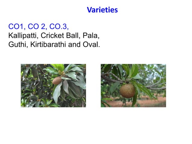 Sapota Production and plantation | PPT | Agriculture | Industries