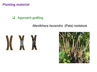 Sapota Production and plantation | PPT