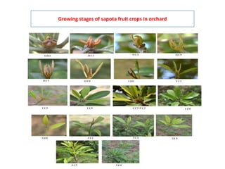 Breeding of sapota | PPTX